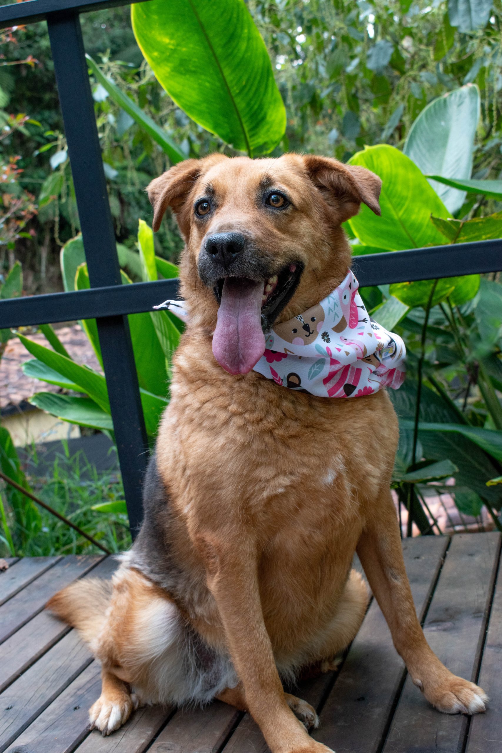 CHIMUELA – Hogar de Alicia